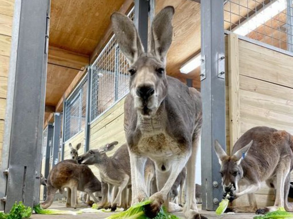 UMKC Day at the Kansas City Zoo - UM System Community Connect